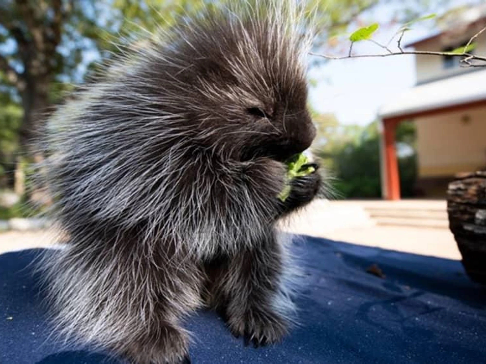 Porcupine | Fandom