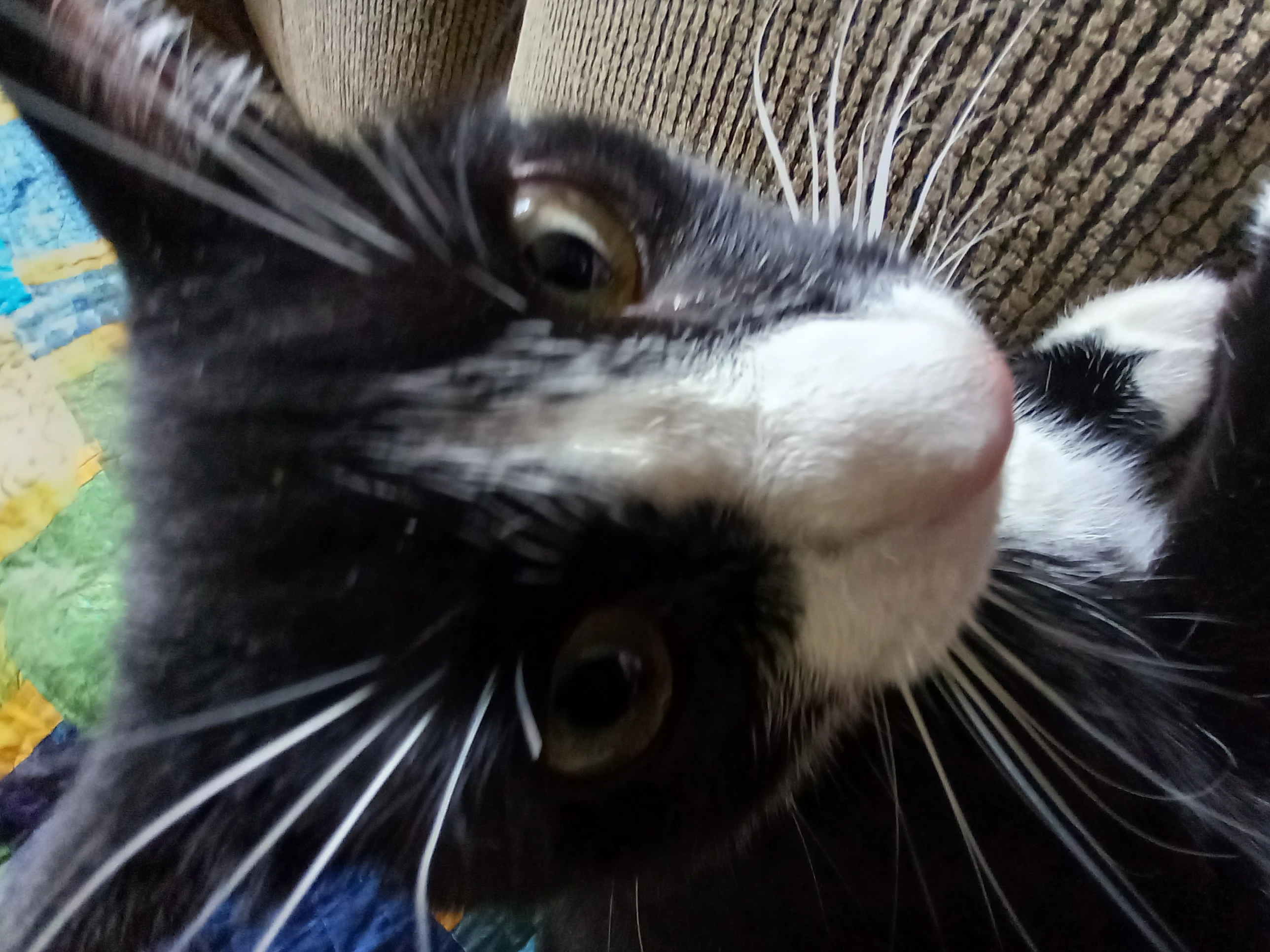 hims a good boy :) | Fandom