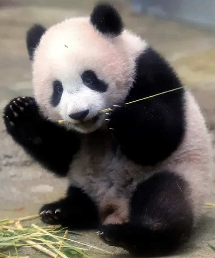 Reversal of the Royal Dragon Heart In Minecraft | Fandom