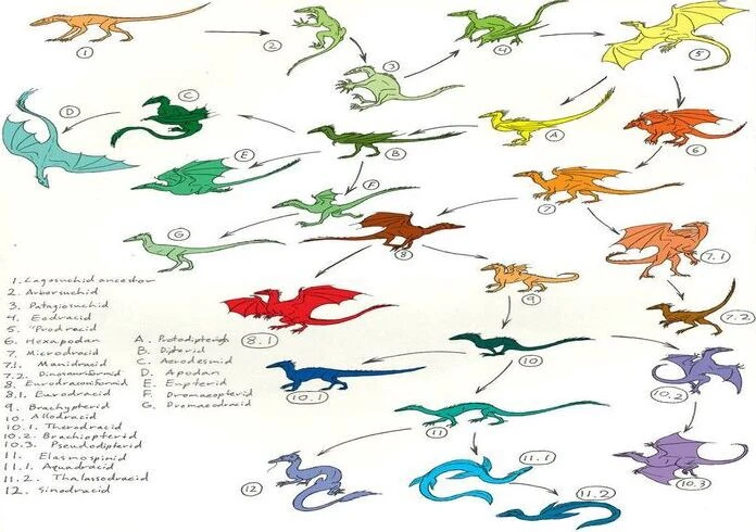 Handy Dandy Dragon Races Chart! | Fandom
