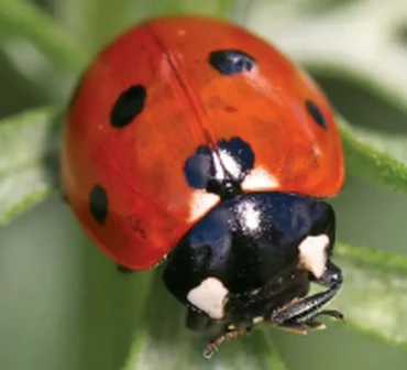 Do you like insects? | Fandom