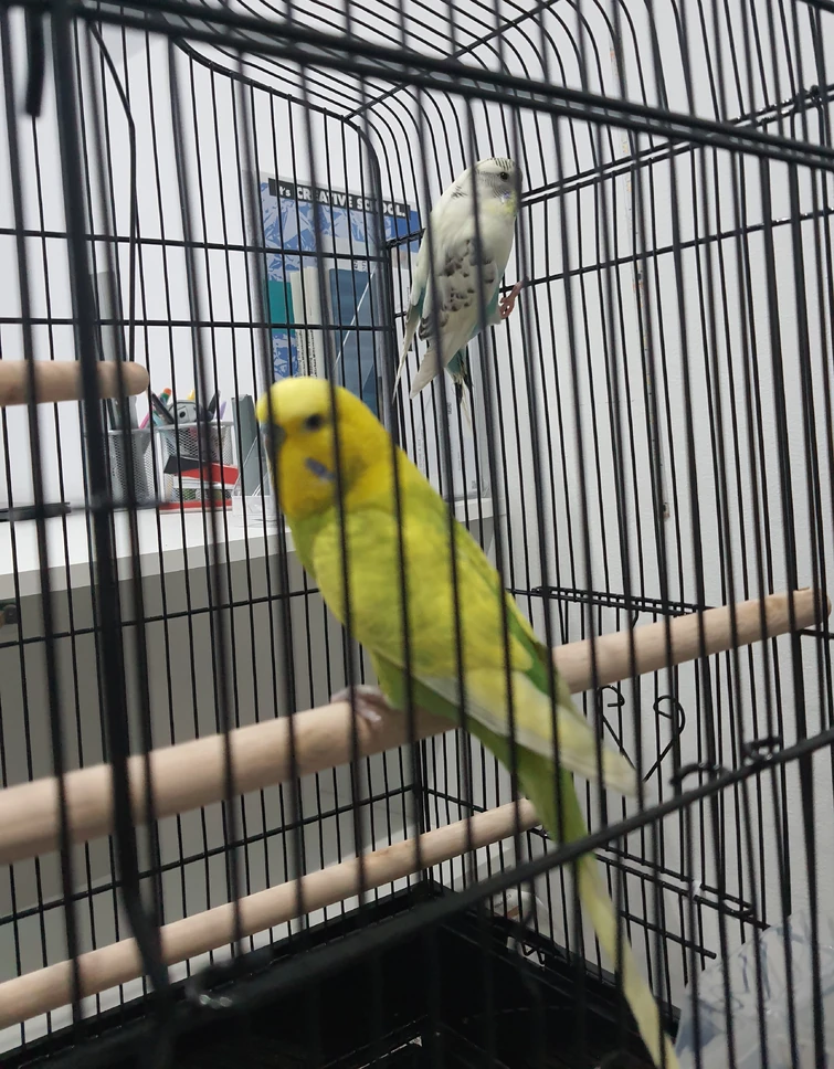 ME BIRDS | Fandom