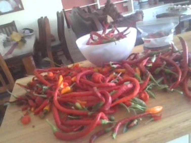 IceWing (First Time!) | Fandom