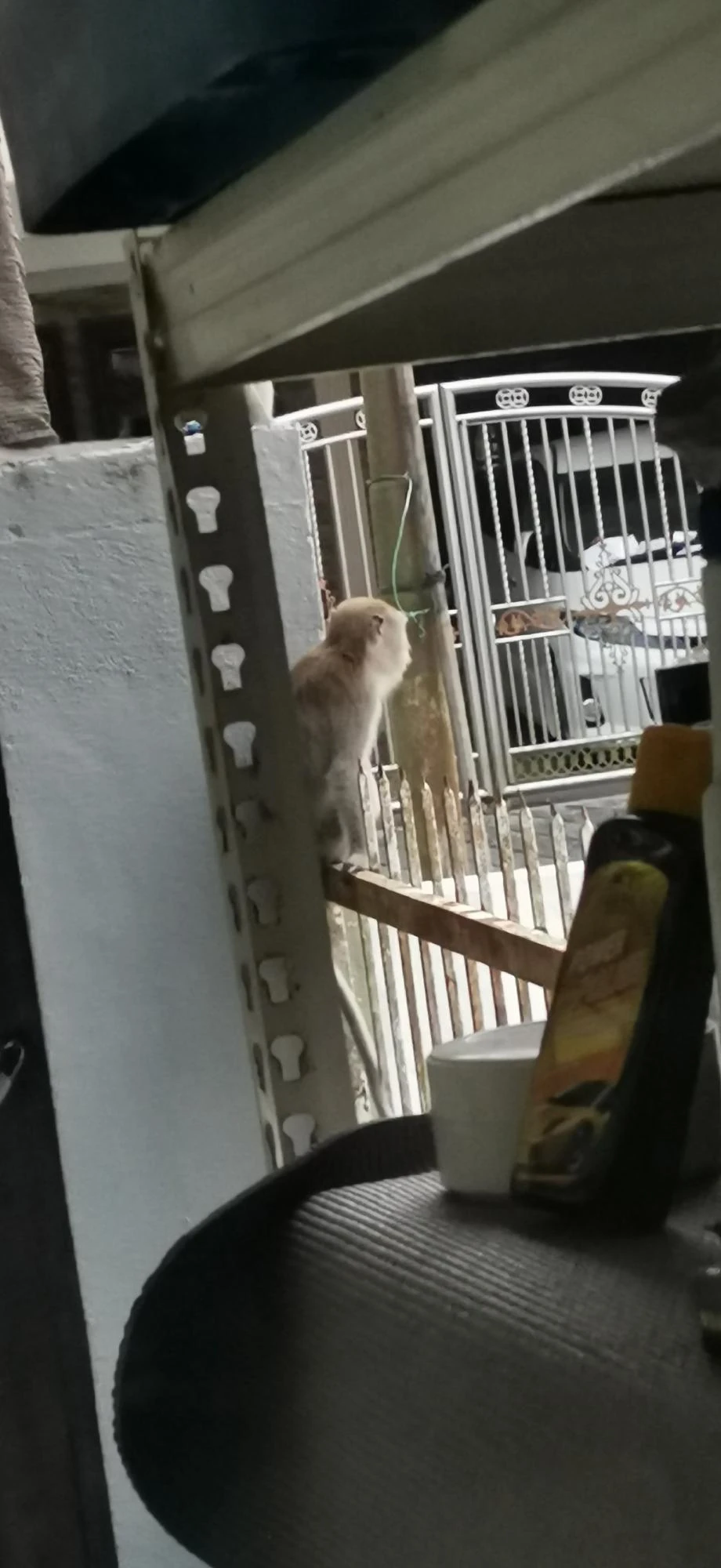 Some monkeys came and trashed my backyard man wtf | Fandom