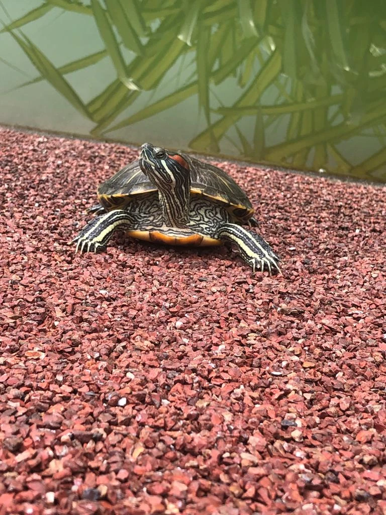 I have awoken | Fandom