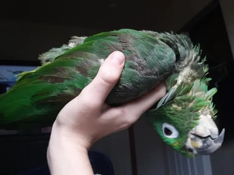 Discuss Everything About Creatures of Sonaria Wiki | Fandom