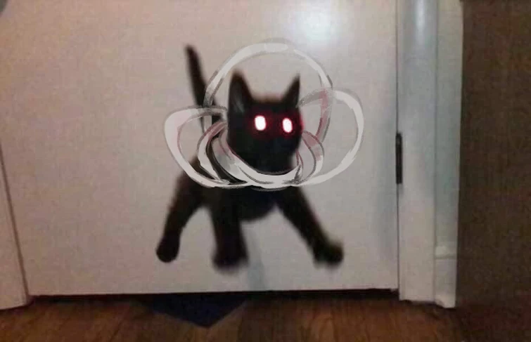 Catzawa is real | Fandom