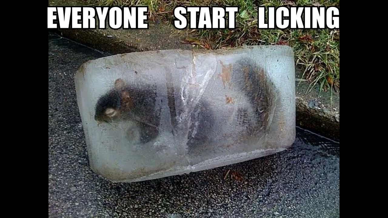 EVERYONE START LICKING | Fandom