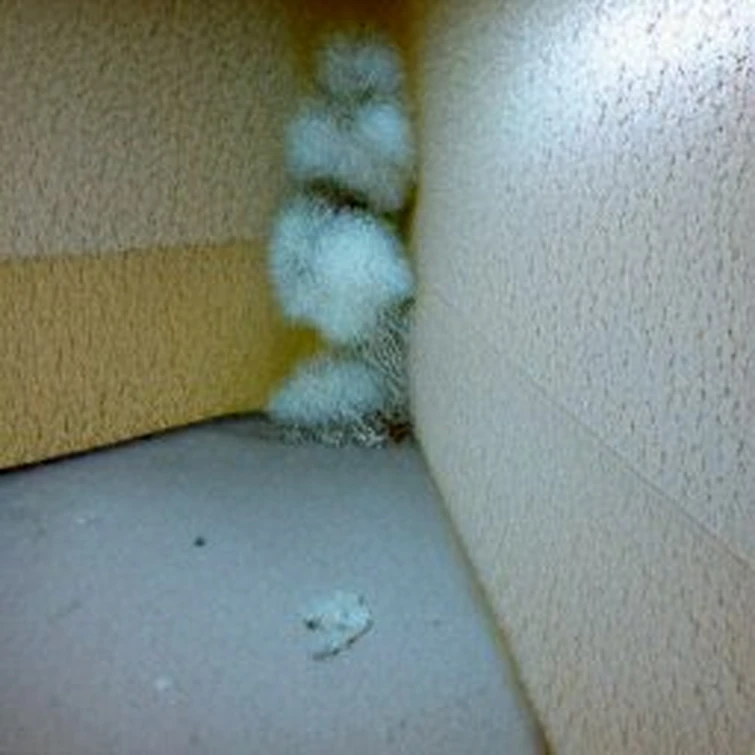 Entity Photography: Crawler Fungi | Fandom