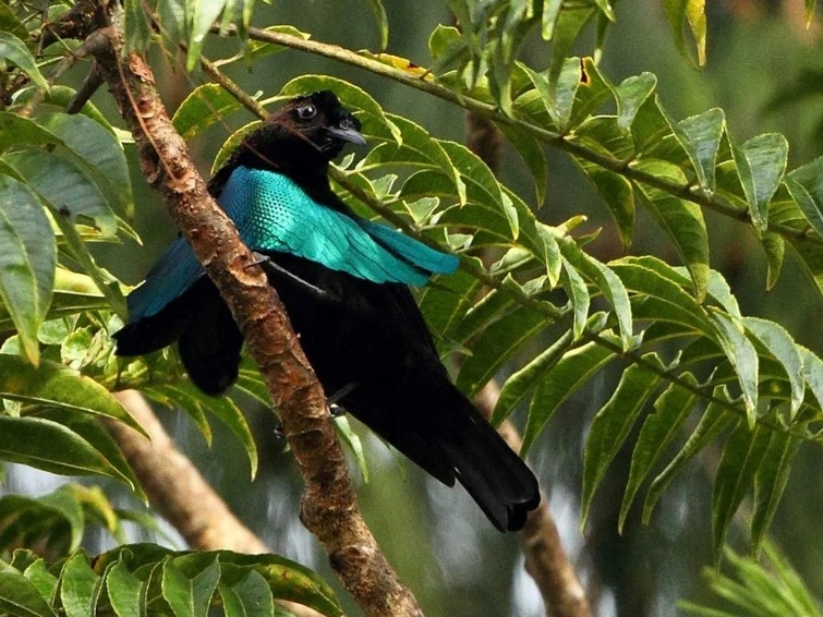 Greater lophorina | Bird(s) of paradise Minecraft Mob Skin
