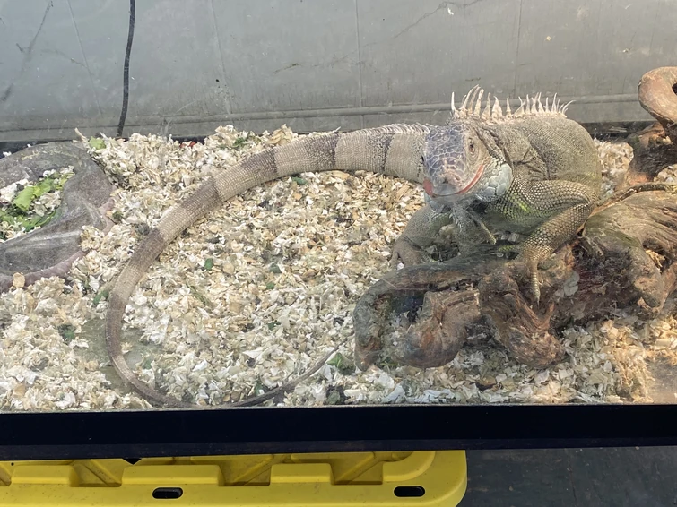 Reptiles (including alligator and snakes) | Fandom