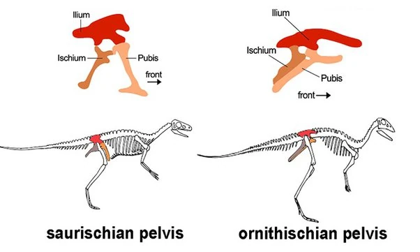 We need more Ornithischian dinosaurs in sonaria | Fandom