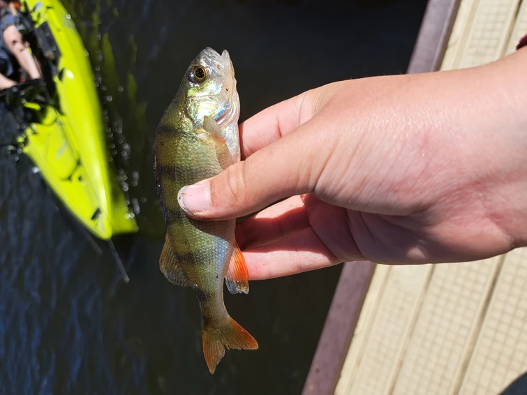 Fishing results (irl fish) | Fandom