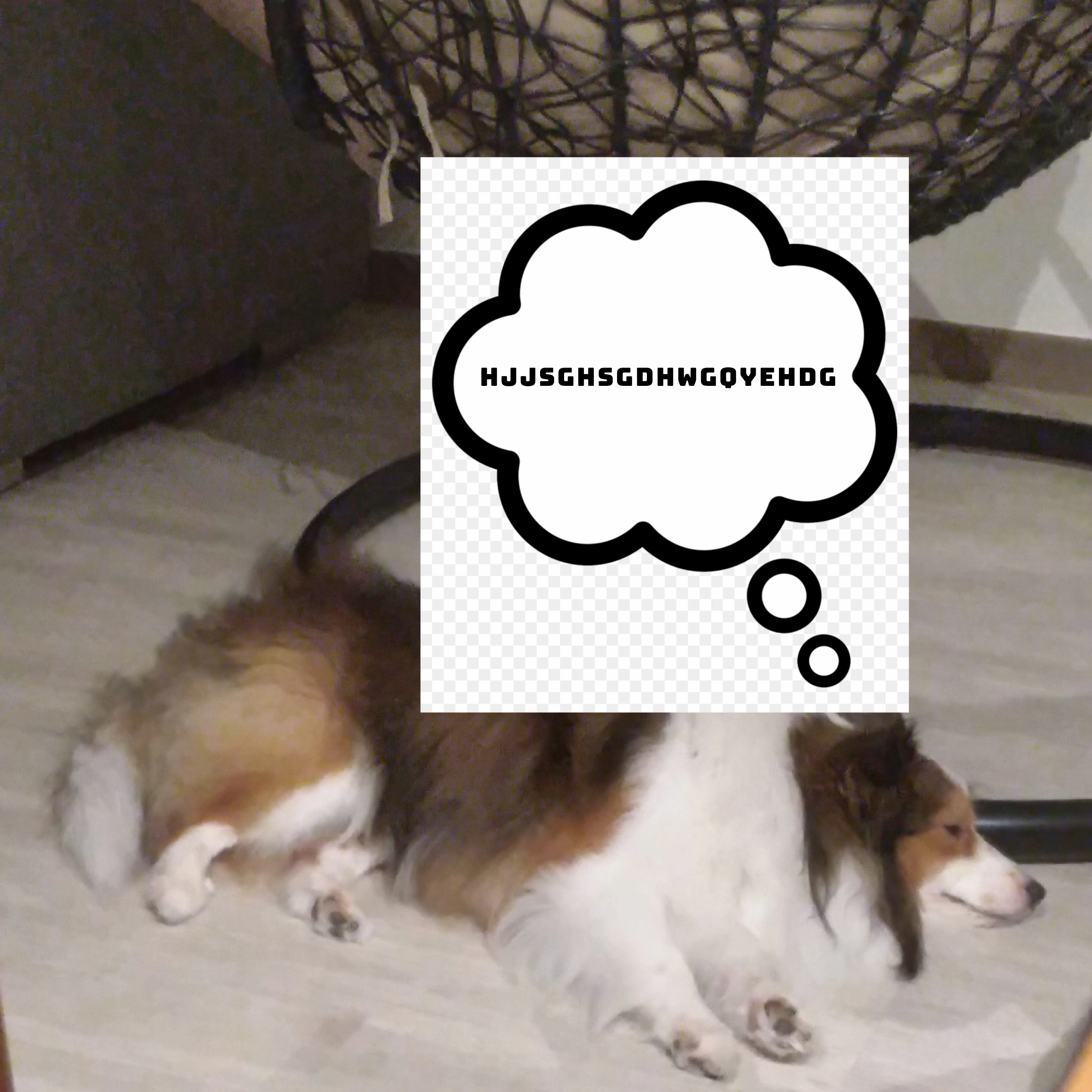 this dog | Fandom