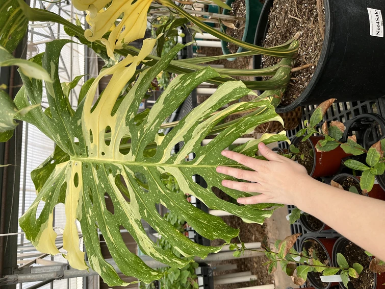 wip and monstera pictures from Garden World for size and dragon ...