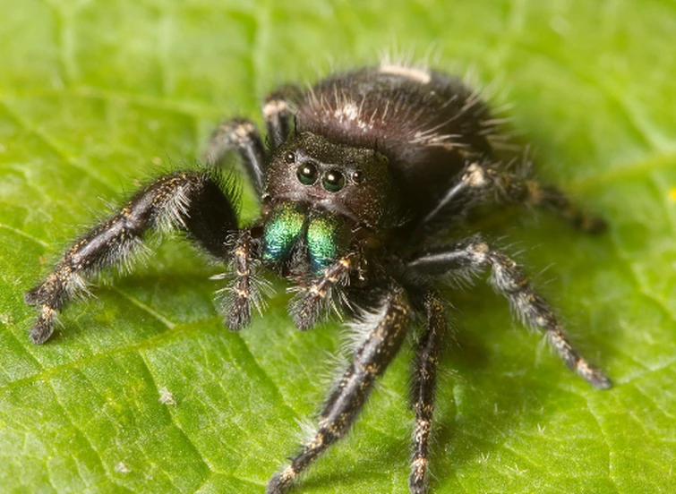 cool spider pictures *Off-topic* | Fandom