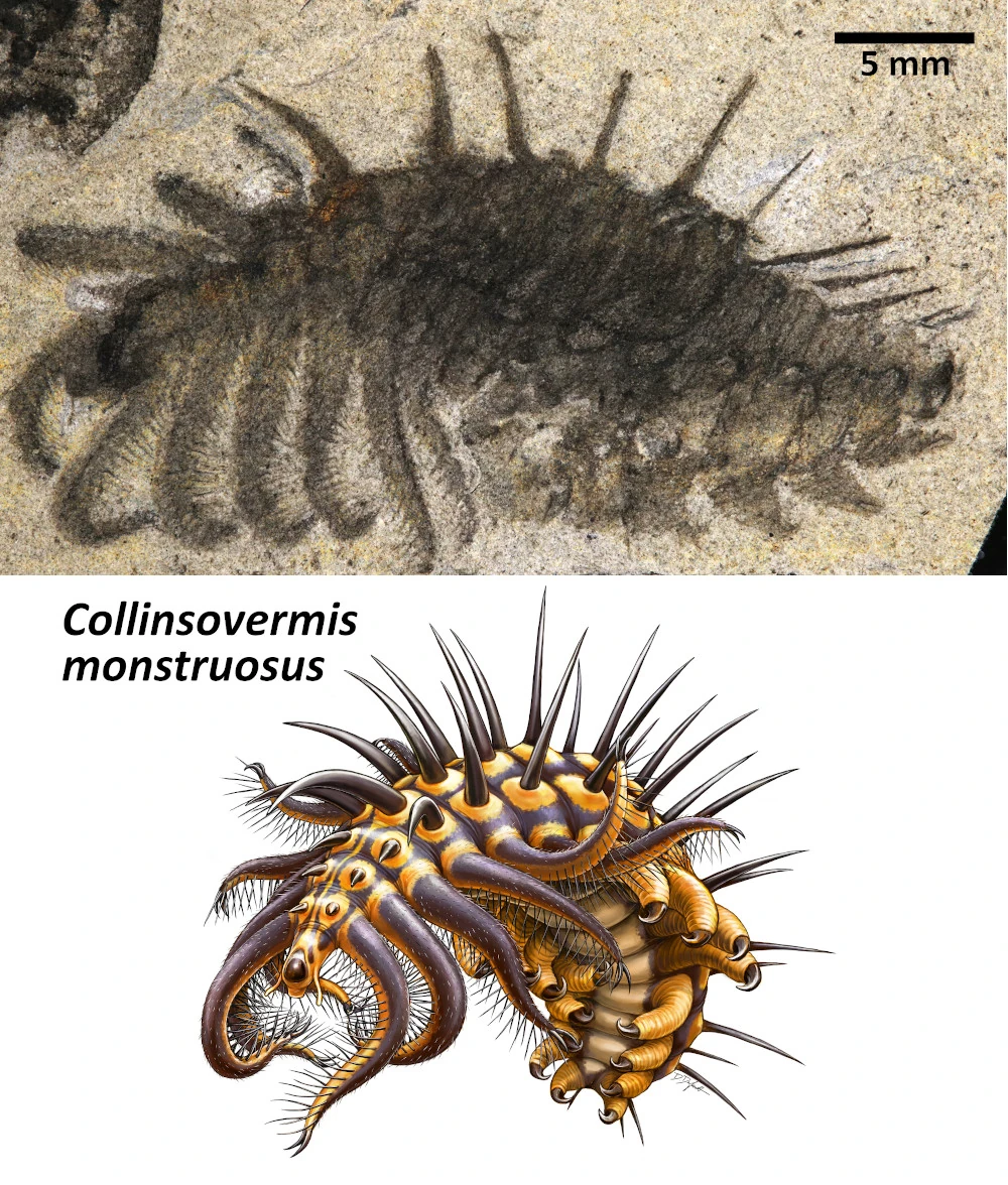 New Cambrian lobopod | Fandom