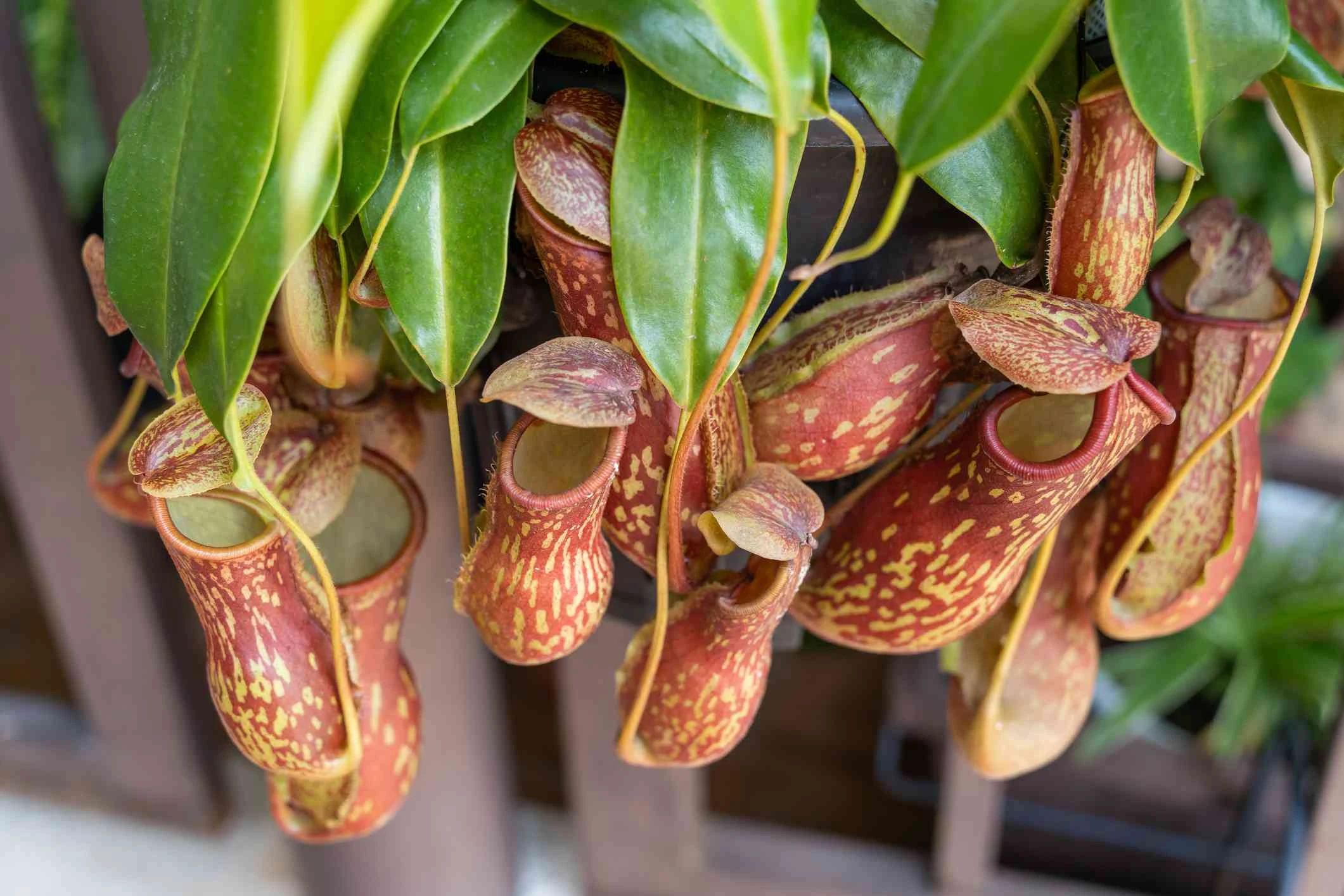 pitcher plant irl | Fandom