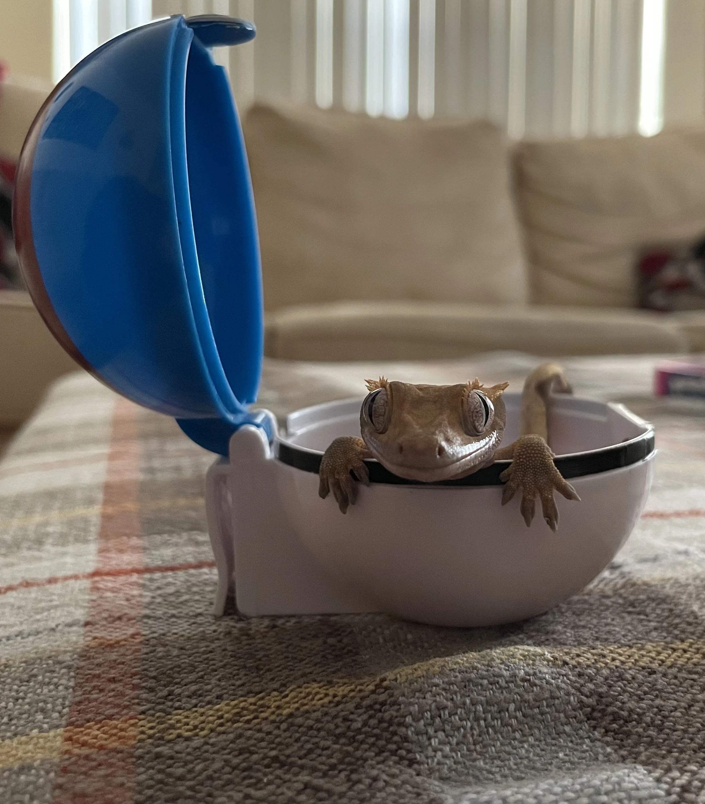 Which dragon looks the most like my crested gecko | Fandom