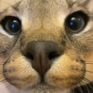 Floppa Friday | Fandom