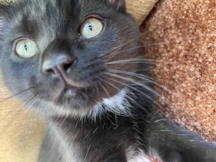 The cat/el gato/le chat | Fandom