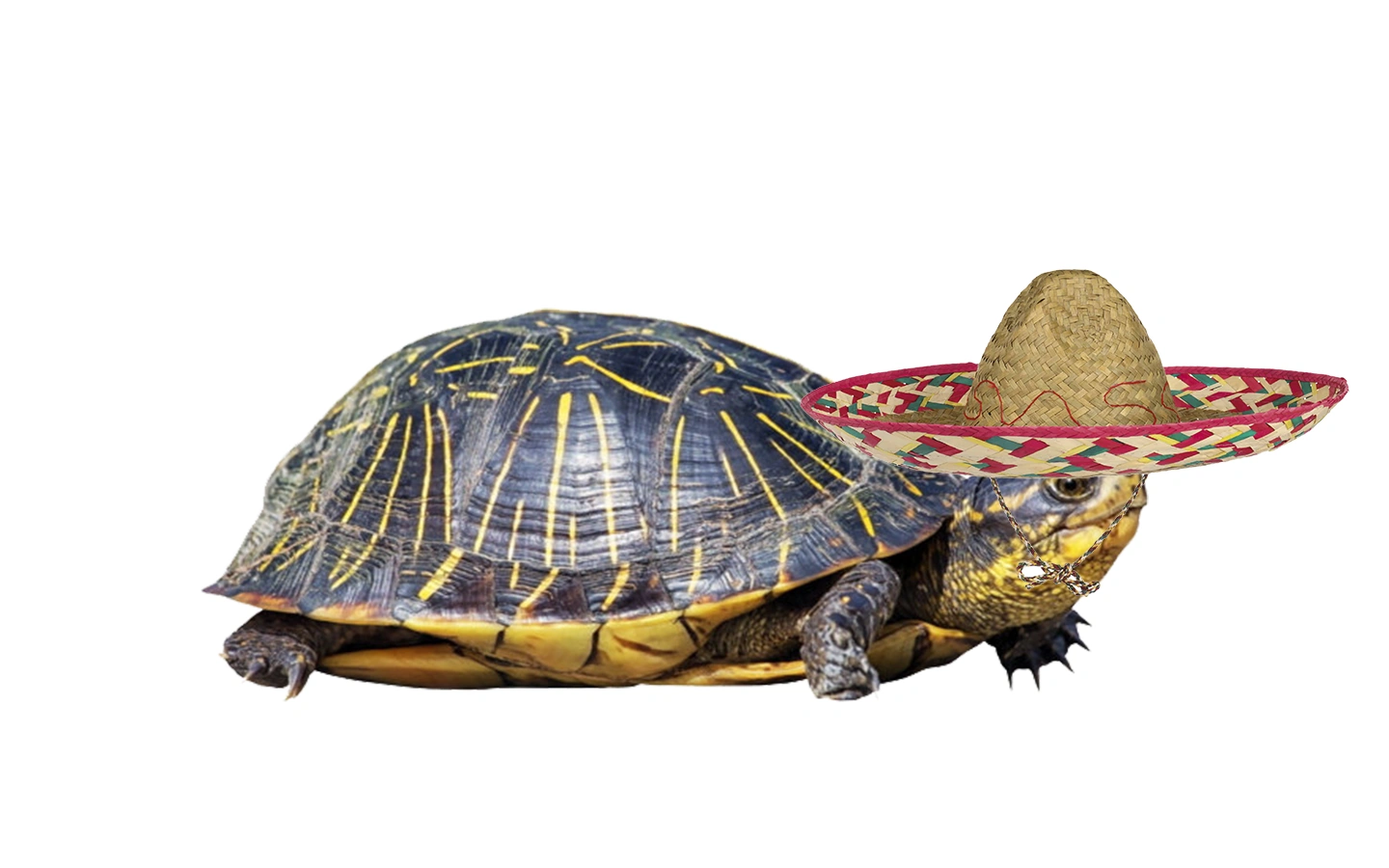 Tito Turtle but something wrong is not right | Fandom