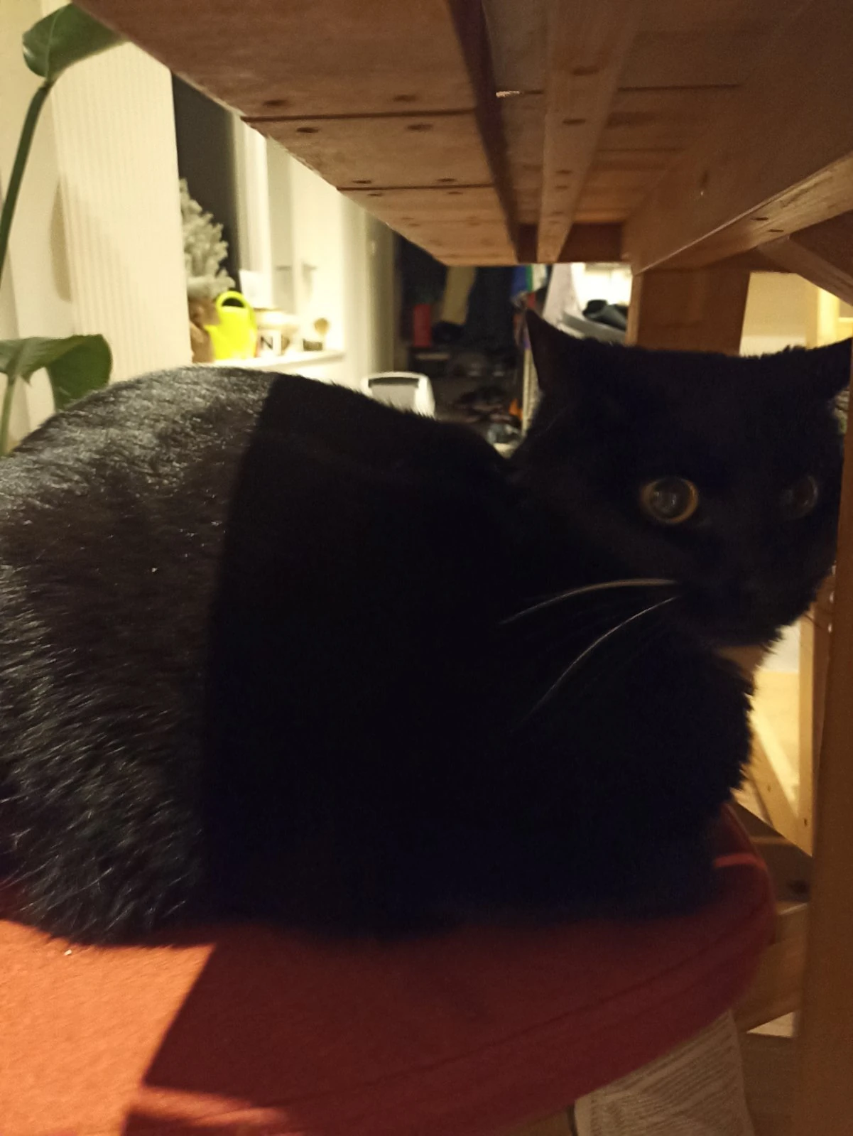 Daily Cat Image #689 | Fandom