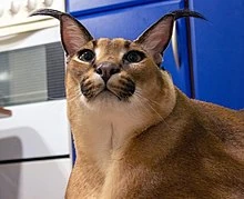 hello everybody heres your weekly dose of floppa | Fandom