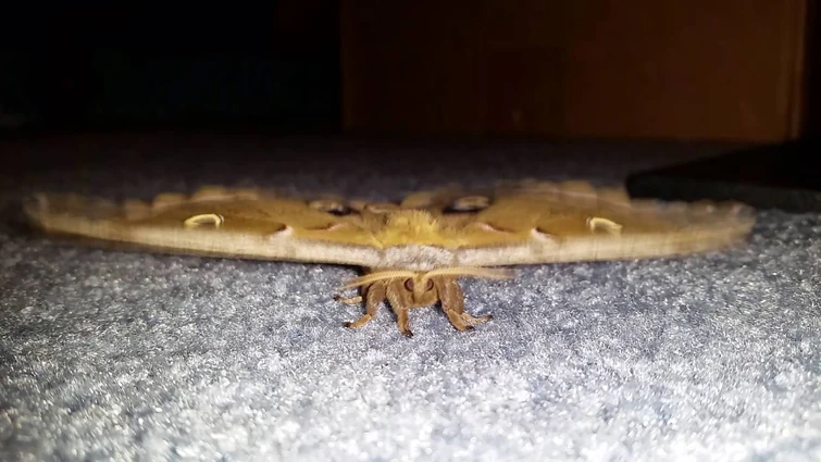 Mothra, Slither wing and Atlas [Sal's moths] | Fandom