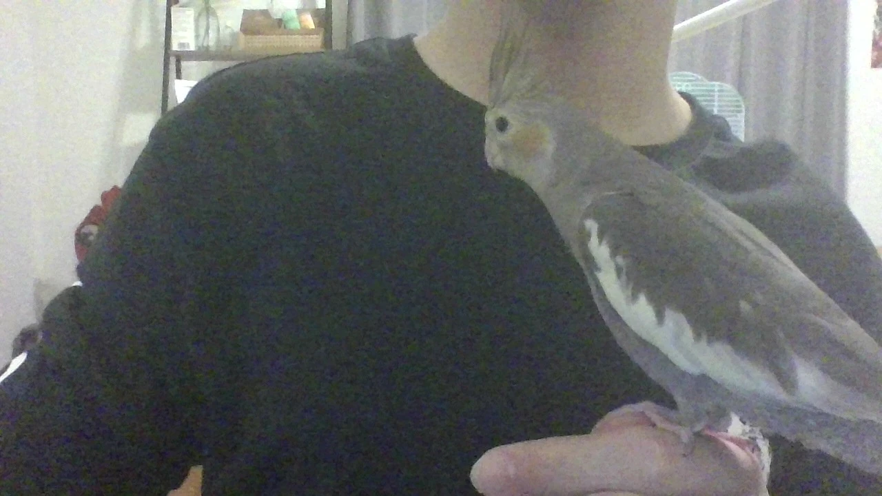 birb | Fandom