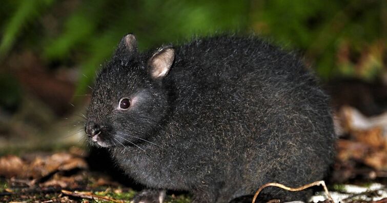 Discuss Everything About Pretty Cure Wiki | Fandom