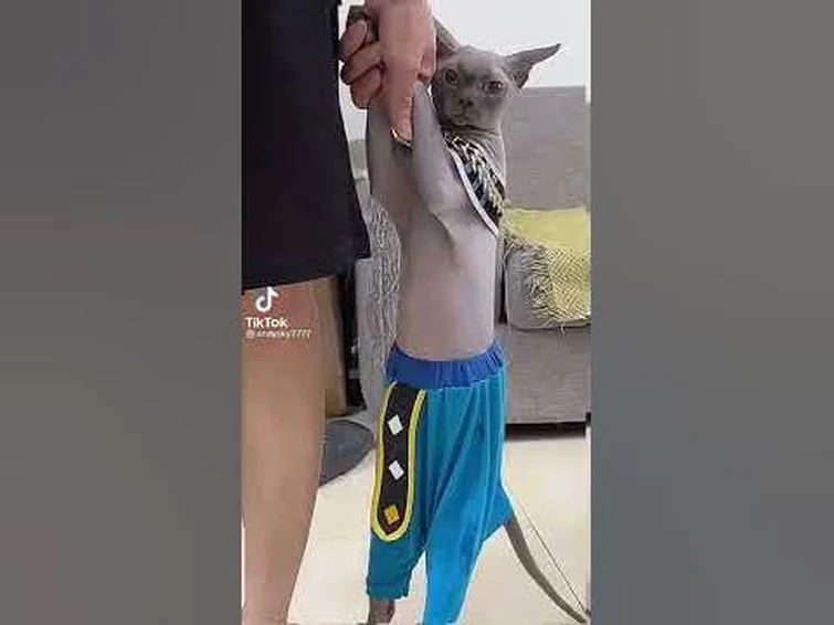 Live Action Dragon Ball is looking great. | Fandom