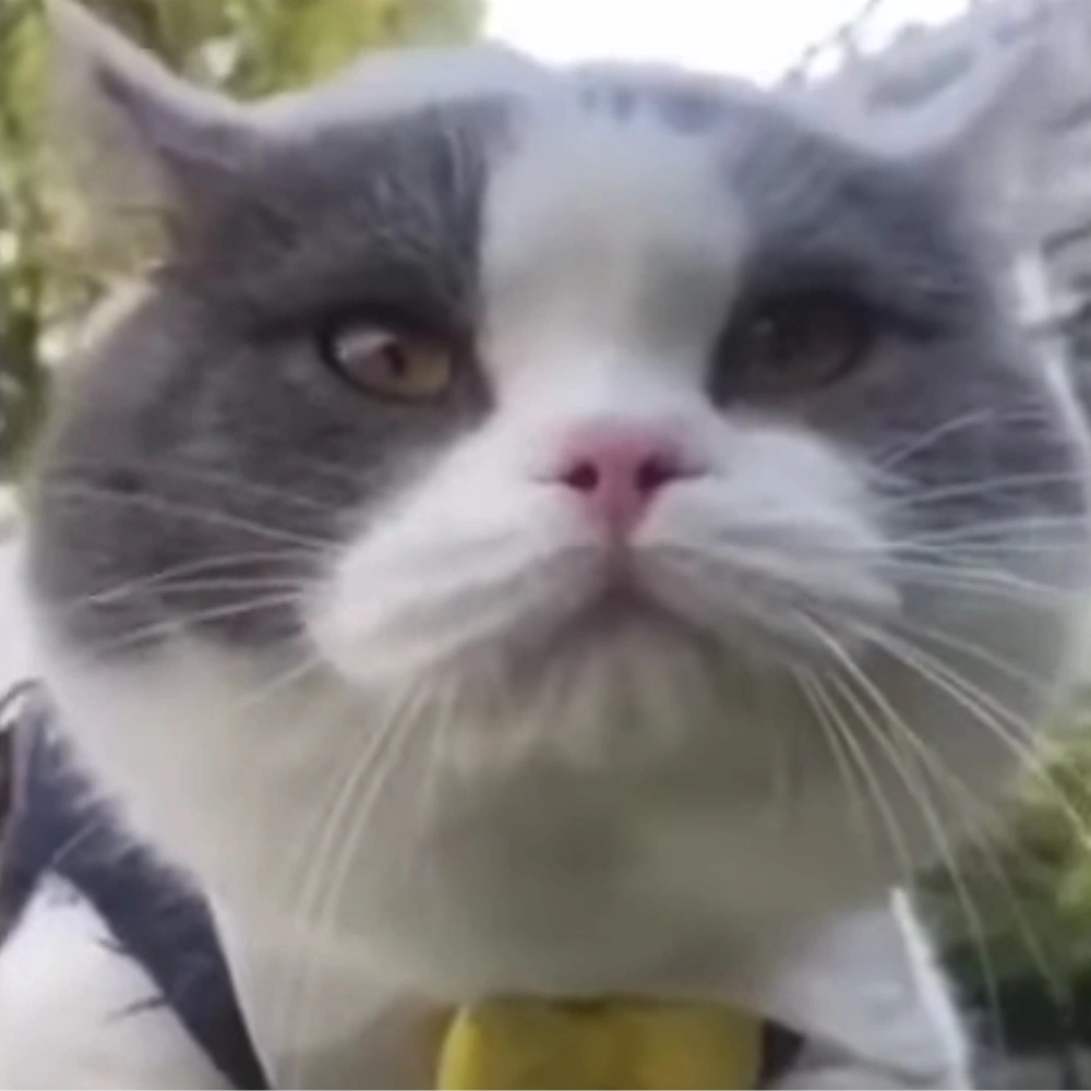 i made a page about the legendary cat | Fandom