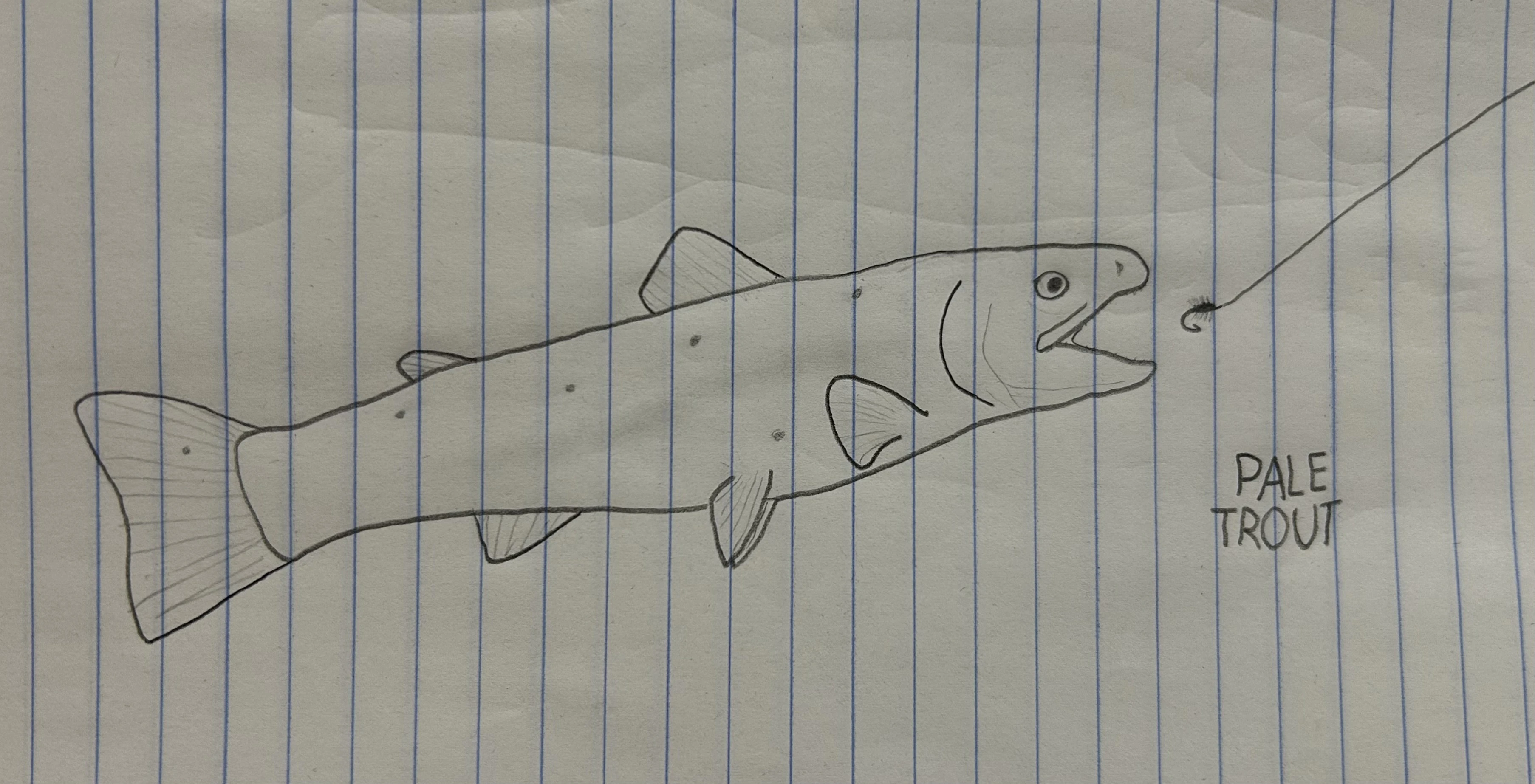 My Drawing of the Pale Trout | Fandom