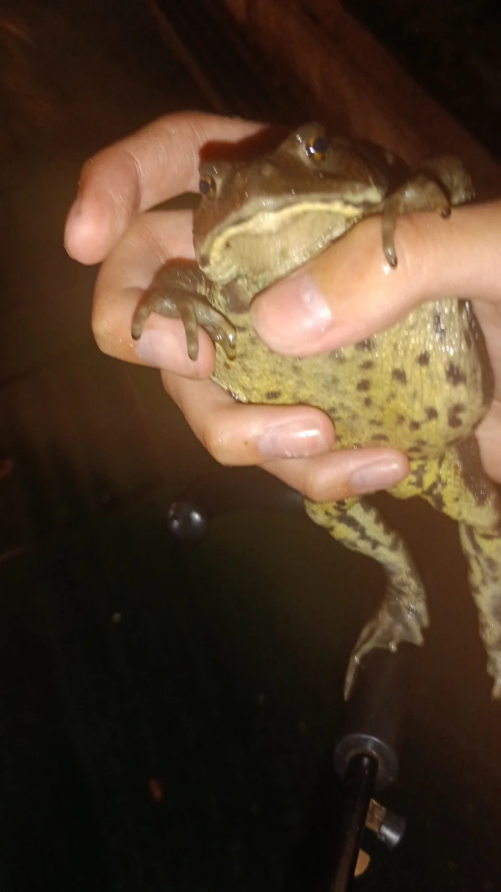 Frog outside my study place | Fandom