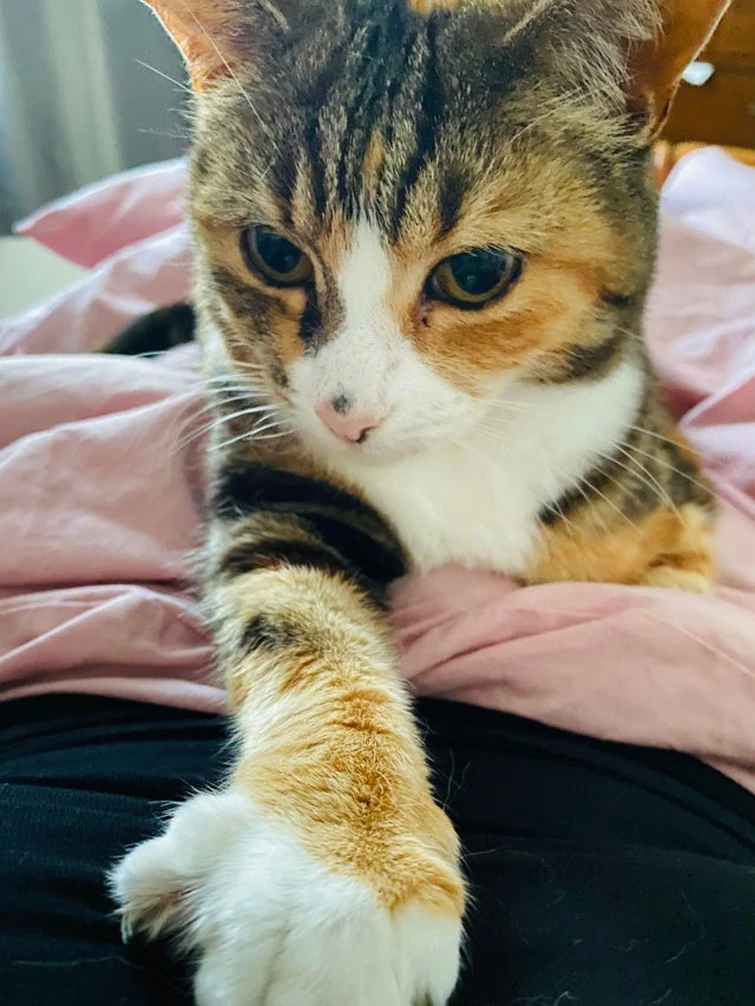 Daily Dose of Eyebleach MEGA because holy fuck there's too much heat in general | Fandom