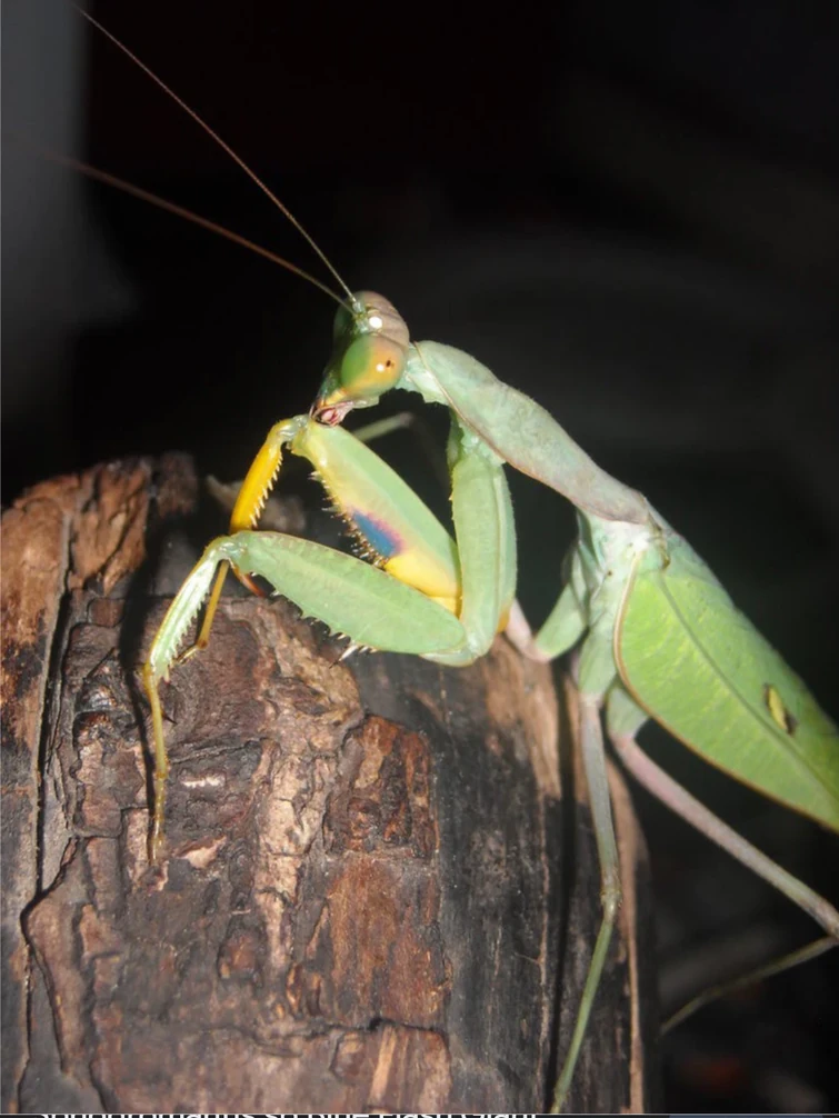 Discuss Everything About Dragon Adventures Wiki | Fandom