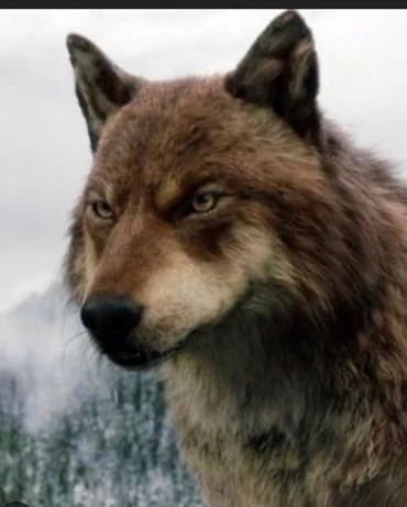 Discuss Everything About Twilight Saga Wiki | Fandom