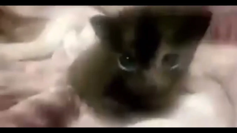 Clinically insane | Fandom