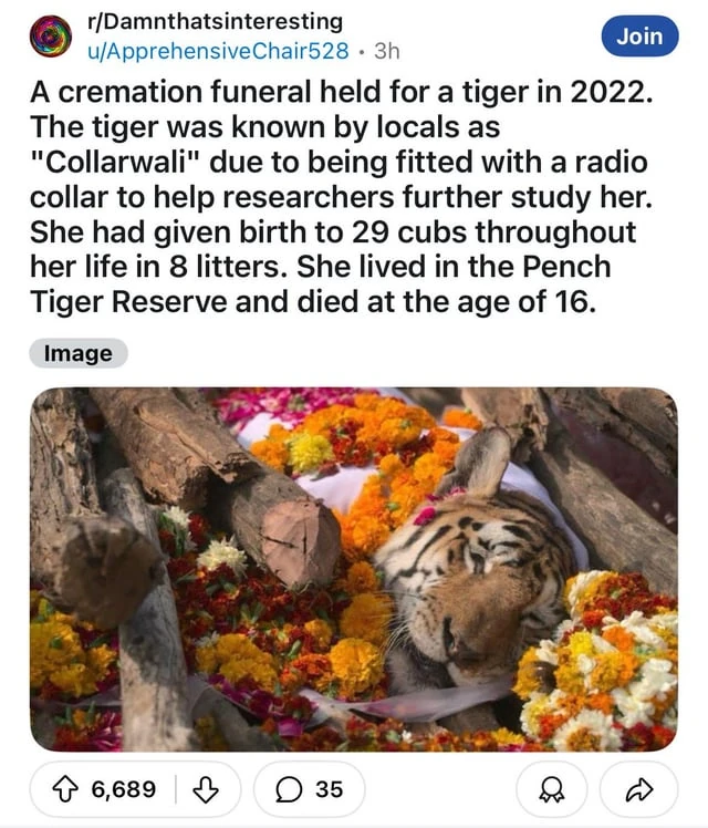 How does Tiger Funeral work? | Fandom