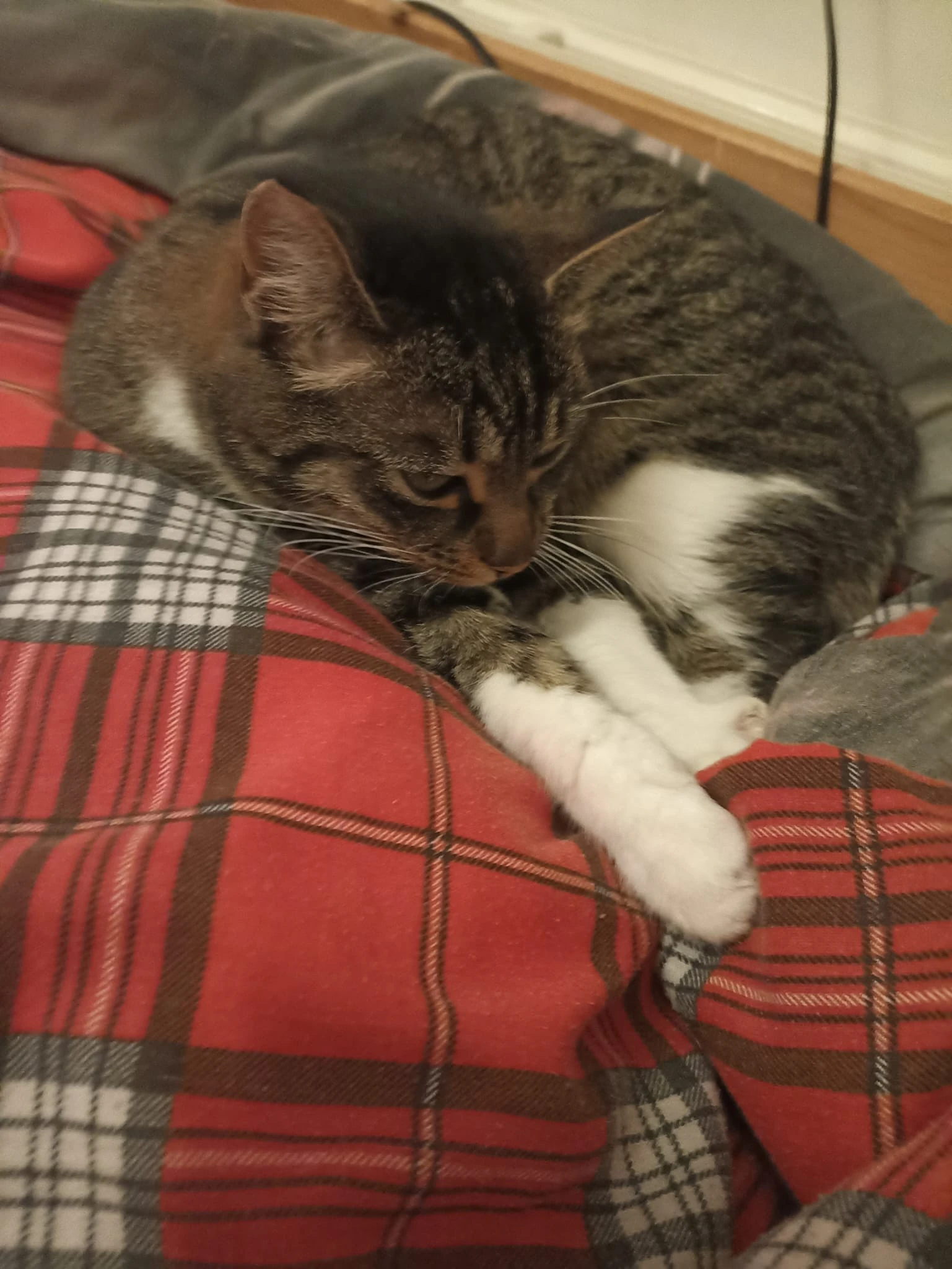 Daily Cat Image #651 | Fandom