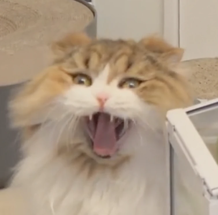 Kittisaurus Daily Memes #2 (forgot to post this one yesterday) | Fandom