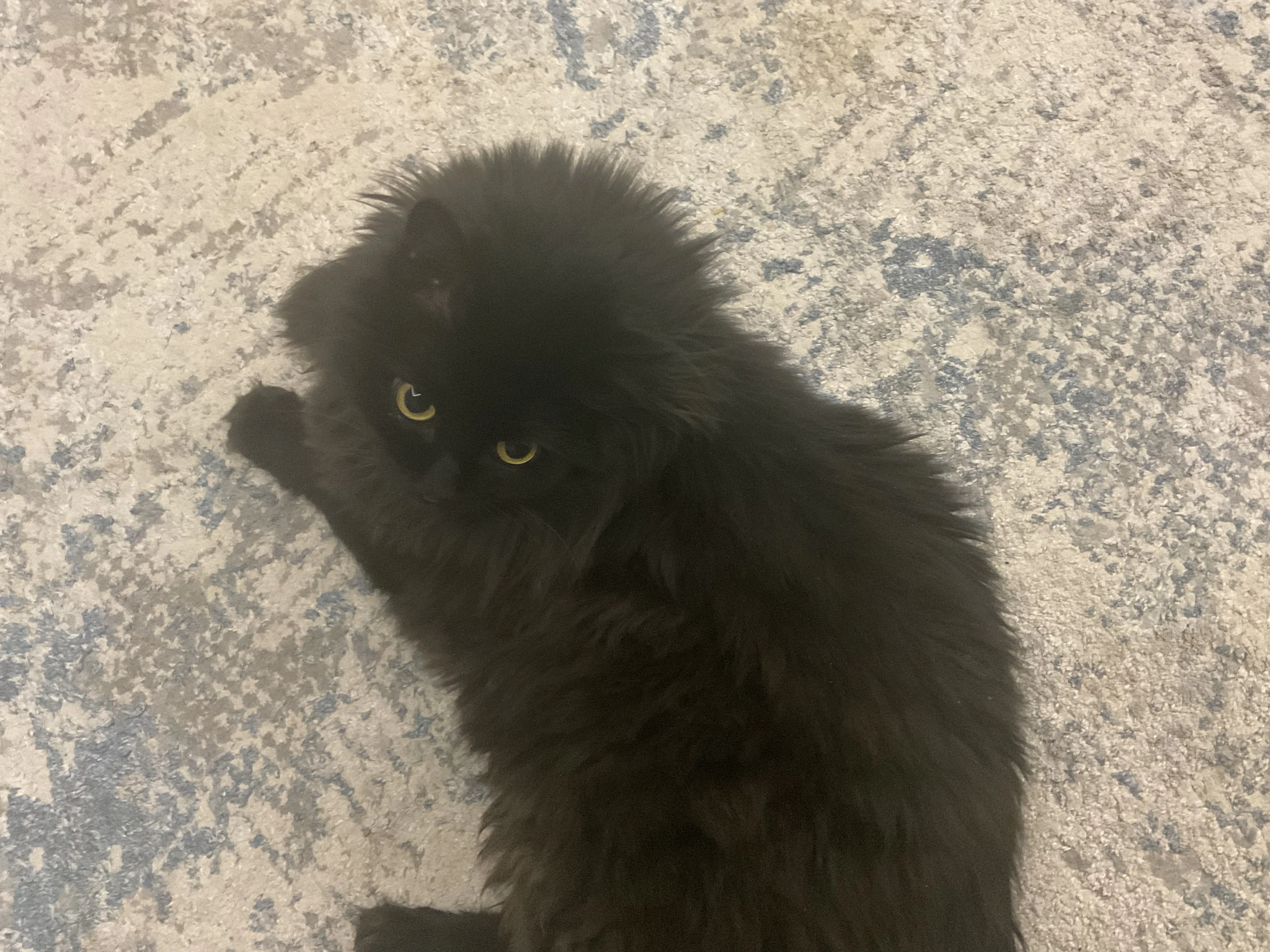 Daily Cat Image #874 | Fandom