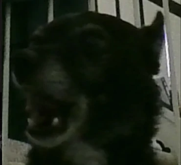 Round 4 of the pfp tournament (utter wins) | Fandom