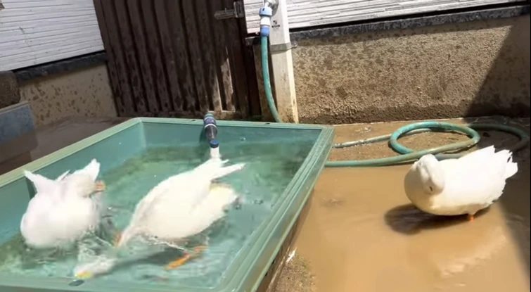 Duck Image #15 | Fandom