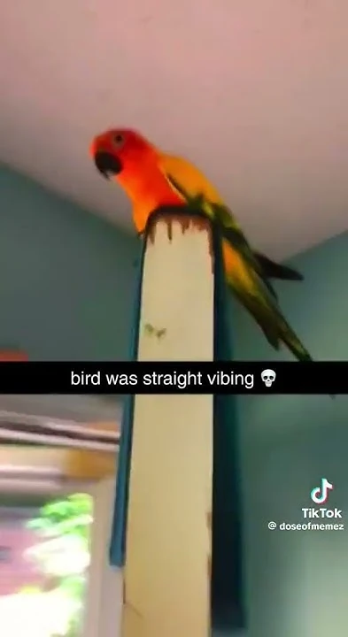 Do the Cage Dance | Fandom