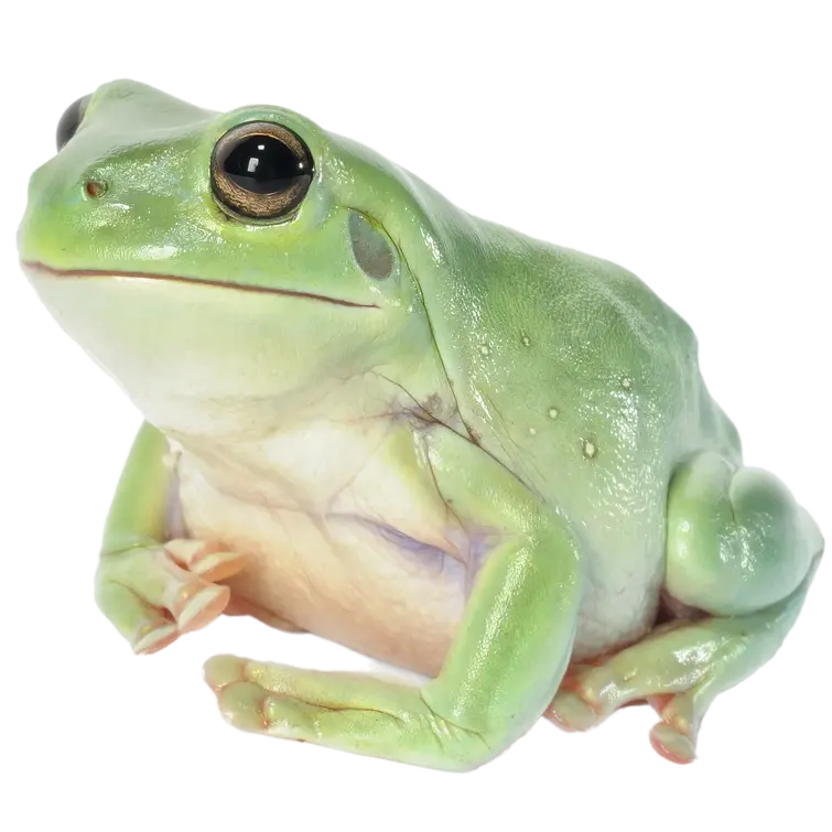 I need a frog.. | Fandom