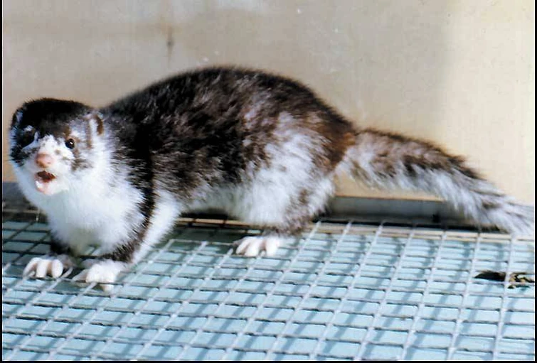 My friends want me to draw Kaigaku as a mink cause I was comparing him ...