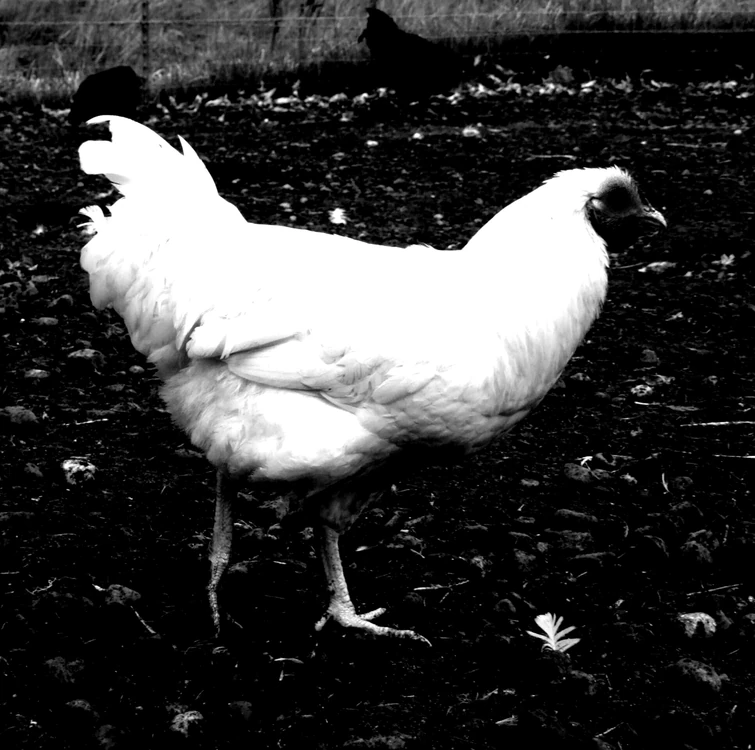 accurate 1666 replacement | Fandom