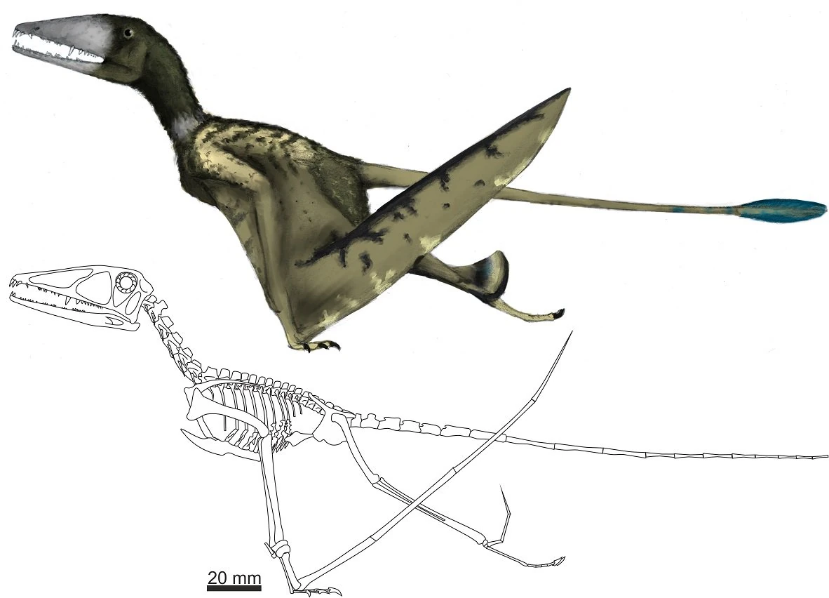 Skeletal of my favorite flying animal that is extinct | Fandom